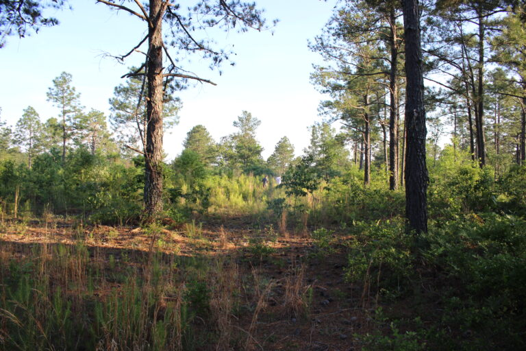 The Tree Farm Golf Club - Rivers Barden Architects