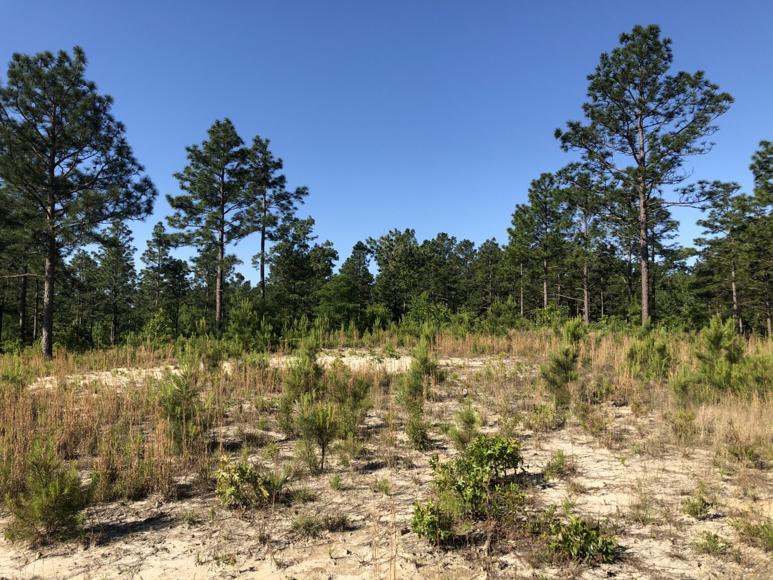 The Tree Farm Golf Club - Rivers Barden Architects